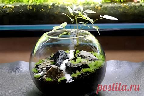 Растения в банках Идея оригинального подарка Agro Info Начинающим садоводам огородникам