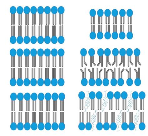 How To Make Membrane Fluidity At Jasper Gunson Blog