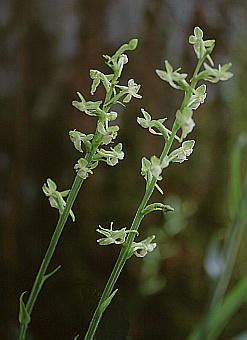 Platanthera minor ノヤマトンボ オオバノトンボソウ