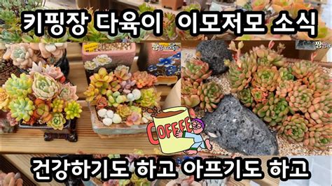 키핑장 다육이 이모저모 🌺이제야 하나씩 눈맞춤 해요 🍀 아직 할게 많다는게 좋아요~ㅋㅋ Youtube