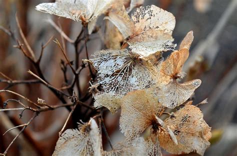Hydrangeas Fall Autumn Colors Free Photo On Pixabay