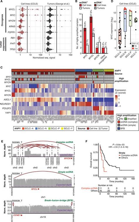 Extrachromosomal Dna Amplification Contributes To Small Cell Lung Cancer Heterogeneity And Is