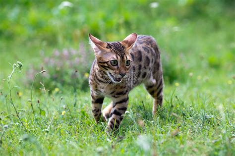 猫咪太阳闲暇短发小猫虎斑公园阳光胡须宠物毛皮高清图片下载 正版图片322019530 摄图网