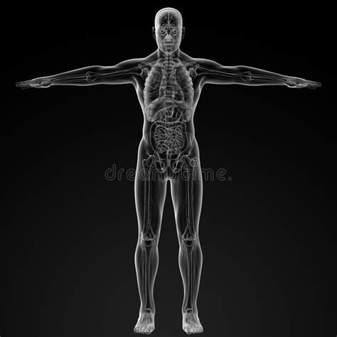 人的解剖学 库存例证 插画 包括有 器官 健康 轰炸机 重点 冒号 背后诽谤 肾脏 肝脏 41988079