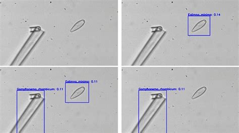 Detection Flickering Instances Are Detected And Missing In Consecutive Download Scientific