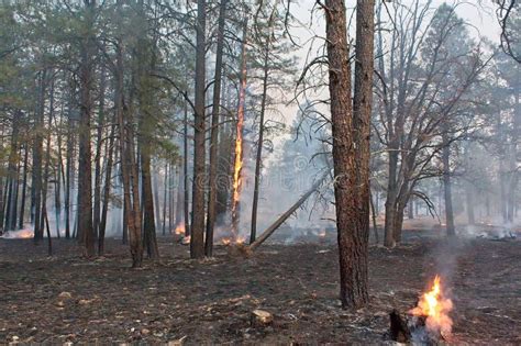 Fire On The Stump Stock Image Image Of Nature Extinguish 113279721
