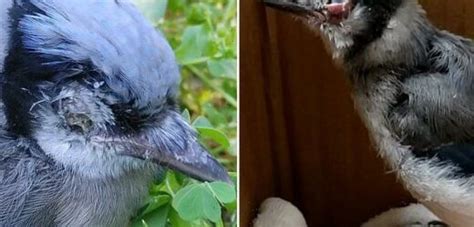 Unknown Disease Blinding Killing Songbirds Now Reported In 9 States