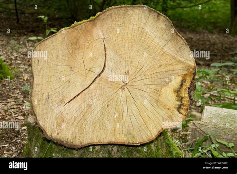 Cross Section Of The Sawn Trunk Of A Common Ash Tree Showing Annual Rings And Rays Stock Photo