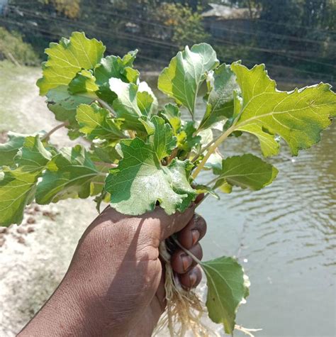 এই পাতা চিনে রাখুন। প্রাকৃতিক গাছের উপকারিতা Facebook