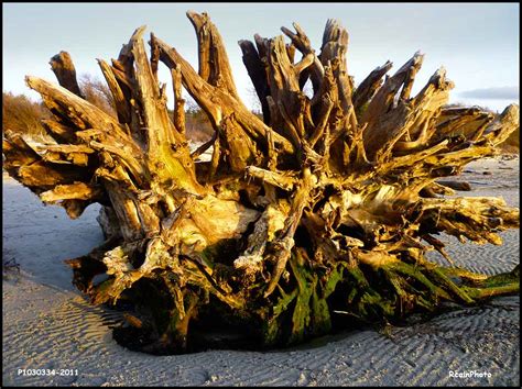 Root Photos From Hornby Island Bob Cain