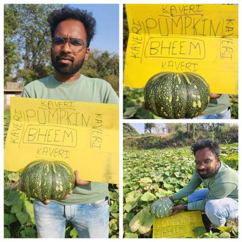 Sanjeev Kumar Thakur On Linkedin Crop Variety Kaveri