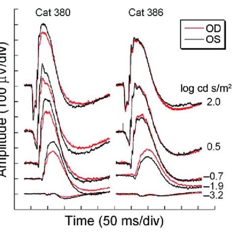 Full Field Dark Adapted Electroretinogram Waveforms For Cats 380 And Download Scientific