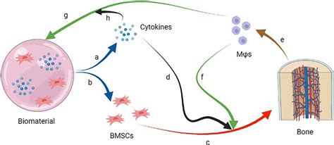 Enhancement Of The Crosstalk Between Bmscs And Mϕs By Using