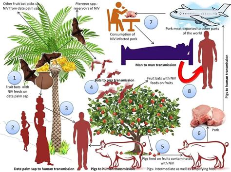 Nipah Virus Niv Definition Structure Genome Replication Transmission Biology Notes Online