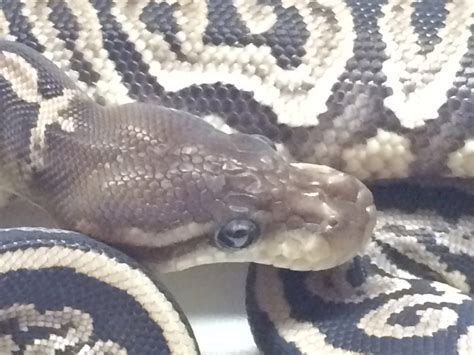 Gargoyle Ball Python For Sale With Live Arrival Guarantee