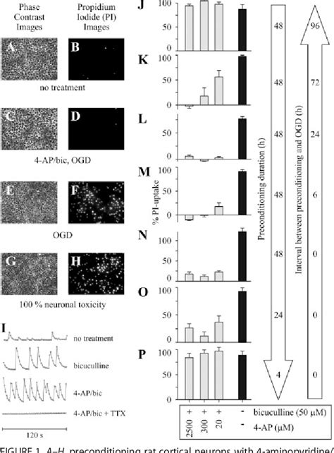 Figure 1 From Elevated Synaptic Activity Preconditions Neurons Against