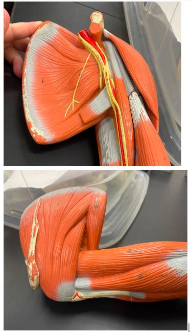 Rotator Cuff Diagram Quizlet Rotator Cuff Diagram Quizlet