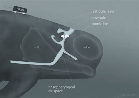Whales Echolocate With Big Clicks And Tiny Amounts Of Air Types Of
