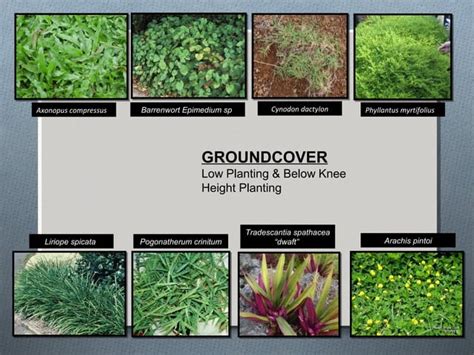 Lecture 4 Types Of Planting Design PPT Gardening Home Garden