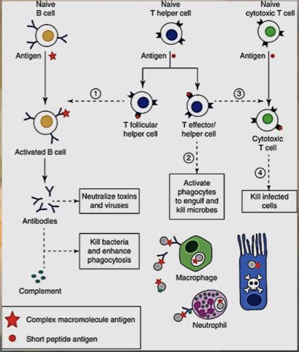 Lecture 1 Immunology Flashcards Quizlet