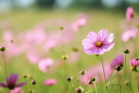 필드에 핑크 코스모스 꽃 가을 가을배경 가을이미지 배경 일러스트 및 사진 무료 다운로드 Pngtree