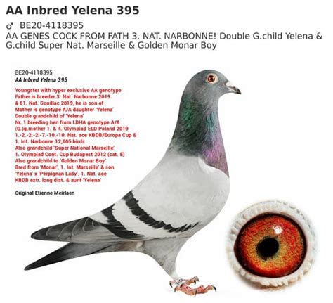 Inbreed Porsche 911 Be 22 5117127