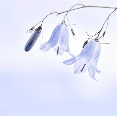 System Overview Wiki Did And Osdd 1 Amino