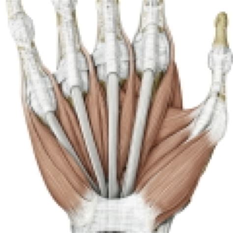Hand Muscles Flashcards Quizlet