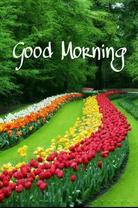 Good Morning Beautiful Flowers Garden Beautiful Gardens Beautiful