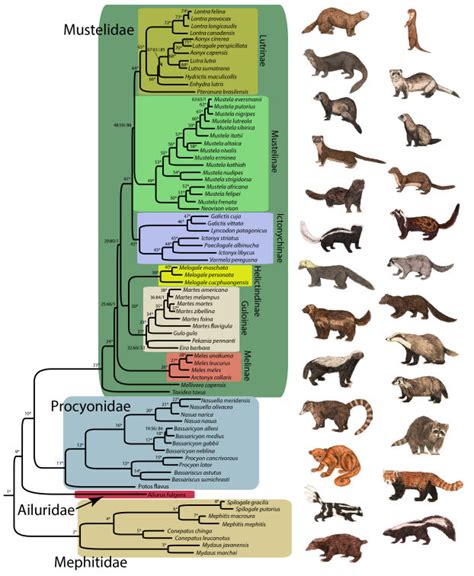 Evolution Of Musteloids