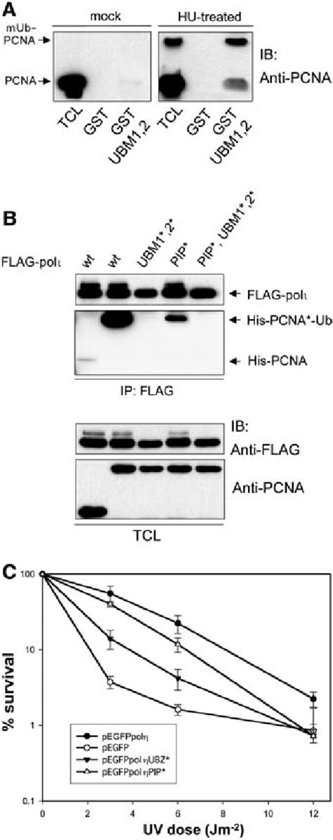 Dual Mode Of Poli Monoub Pcna Interaction A The Ubm Domains Of Poli