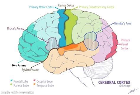Inject It Straight Into My Prefrontal Cortex R Memes