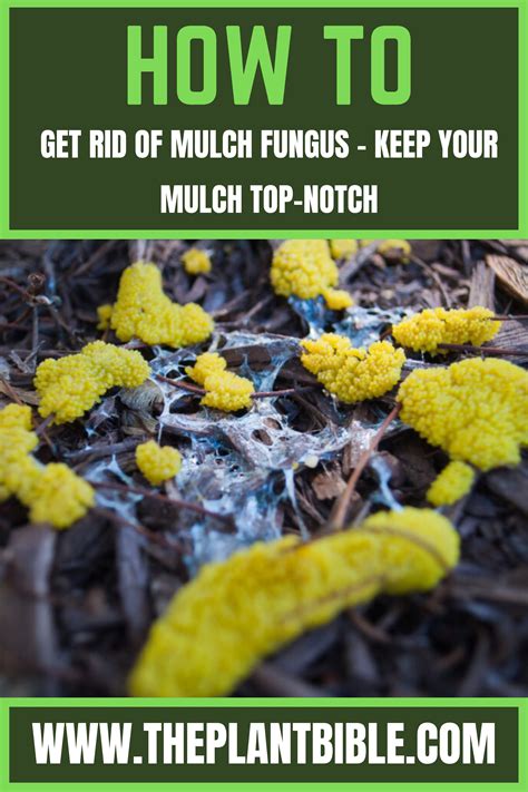 How To Get Rid Of Mulch Fungus Keep Your Mulch Top Notch Artofit