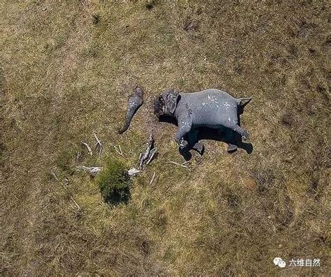 愤怒大象被盗猎者残忍猎杀象牙被盗象鼻被砍断象脸被毁 偷猎者