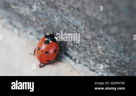 Ladybug On Stone Texture Stock Videos And Footage Hd And 4k Video Clips
