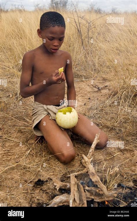 Naro Bushman San Eating Wild Melon Central Kalahari Botswana Stock