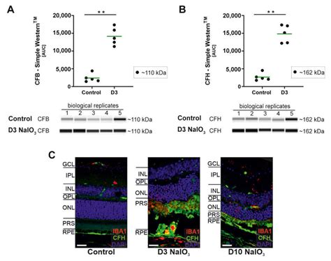 Alternative Pathway Component Cfb And Cfh Protein Levels Were Increased Download Scientific