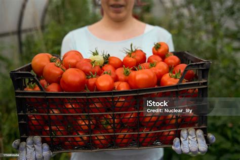 토마토 작물 상자를 들고 있는 여자 채소 재배를 위한 농장 배달 건강 식품 배경입니다 개념에 대한 스톡 사진 및 기타 이미지 개념 건강한 생활방식 건강한 식생활