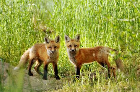 Red Fox Kit In Af 2013 9