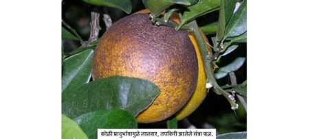 लिंबूवर्गीय फळपिकावरील कोळीचे व्यवस्थापन