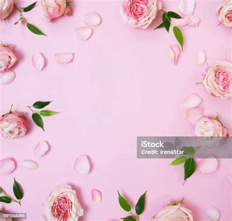 꽃 조성 배경입니다 핑크 백그롭에 아름다운 핑크 장미 맨 위 보기 공간을 복사합니다 플랫 레이 플로럴 카드 휴일 꽃 개념입니다 0명에 대한 스톡 사진 및 기타 이미지