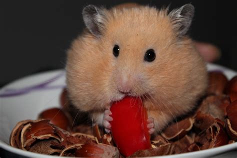 Goldhamster Hamster Des Animaux Photo Gratuite Sur Pixabay