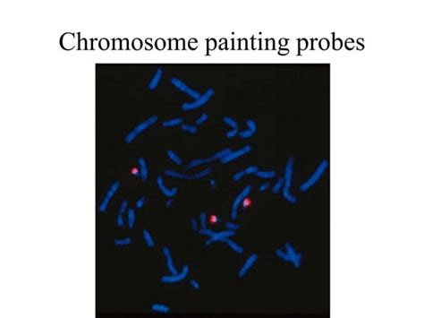 Cytogenetics Lecture Powerpoint Presentation Ppt