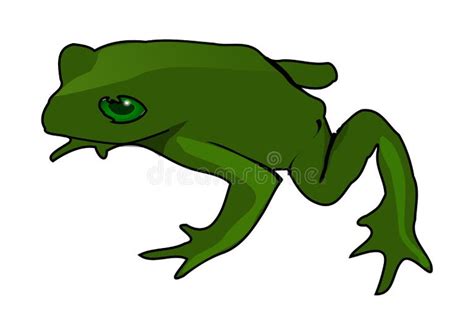 Rita Groda Med Vit Bakgrund Stock Illustrationer Illustration Av Teckning Bakgrund 174347782