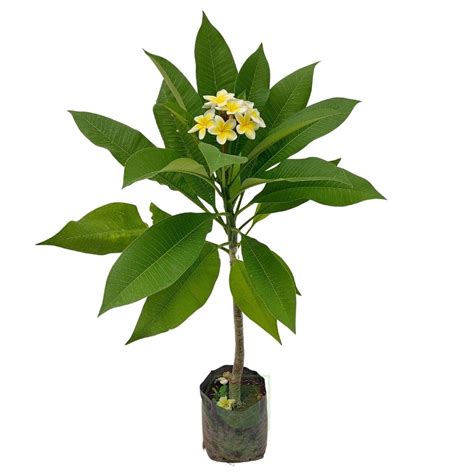 Flor De Mayo Concepto Verde