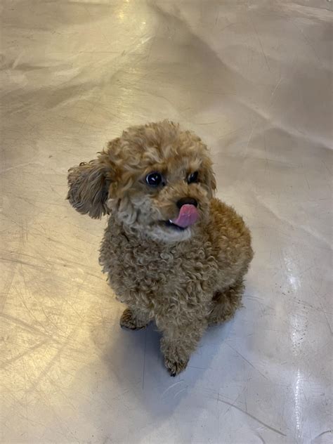 푸들 미노 렉돌분양가격 브리숏분양가격 브리티시숏헤어분양가격 러블분양가격 티컵비숑프리제분양 티컵포메라니안분양 티컵말티즈분양 티컵말티푸분양 티컵푸들분양 티컵강아지분양