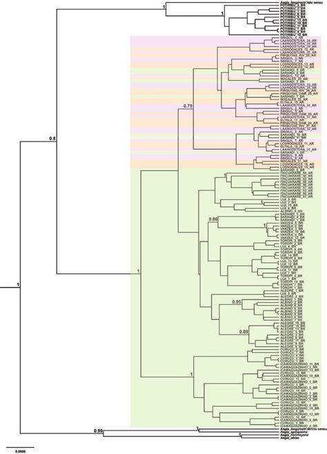 bayesian tree based on concatenated 16s and ant mitochondrial dna