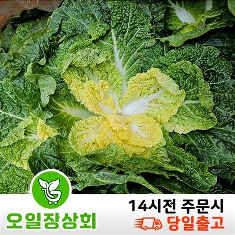 국내산 봄동 배추 1kg 2kg 5kg 8kg내외 8kg내외 1박스 1개 배추 쿠팡