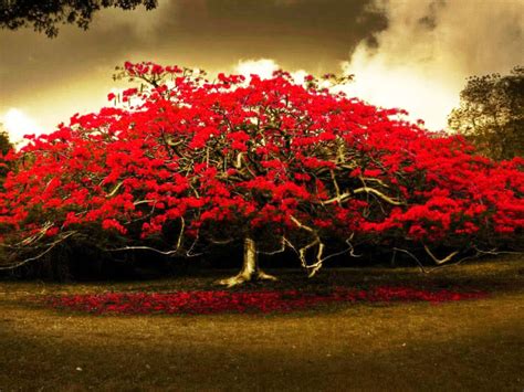 Free Photo Red Tree Garden Lake Landscape Free Download Jooinn