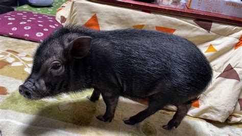 ヒゲ氏 On Twitter 今年は仕事の忙しさと新しい家族「ヴィヴィ」マイクロミニブタをお迎えし、全く作業しない1年だった。 来年こそは作業頑張る‼️ マイクロミニブタ